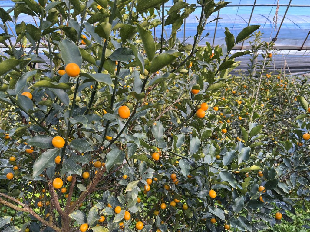 宫崎梦丸（金柑） ﾐﾔｻﾞｷﾕﾒﾏﾙ | 世界柑橘品种